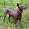 Xoloitzcuintli Feeding Guide | Dog Feeding Guide | ProDog Raw