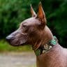 Xoloitzcuintli Feeding Guide | Dog Feeding Guide | ProDog Raw