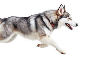 Dog Hormone Guide: Endocrine Imbalances, Symptoms, Solutions