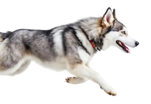 Dog Hormone Guide: Endocrine Imbalances, Symptoms, Solutions