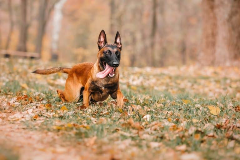 Everything To Know About Magnesium For Dogs | ProDog Raw