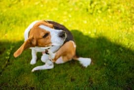 Everything You Need To Know About Biotin For Dogs - ProDog Raw