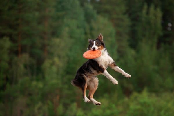 Everything You Need To Know About Biotin For Dogs - ProDog Raw