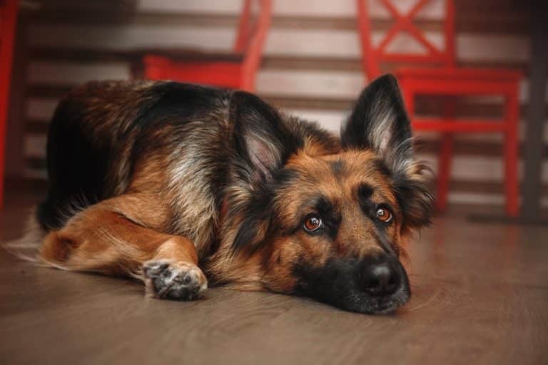 Everything To Know About Magnesium For Dogs | ProDog Raw